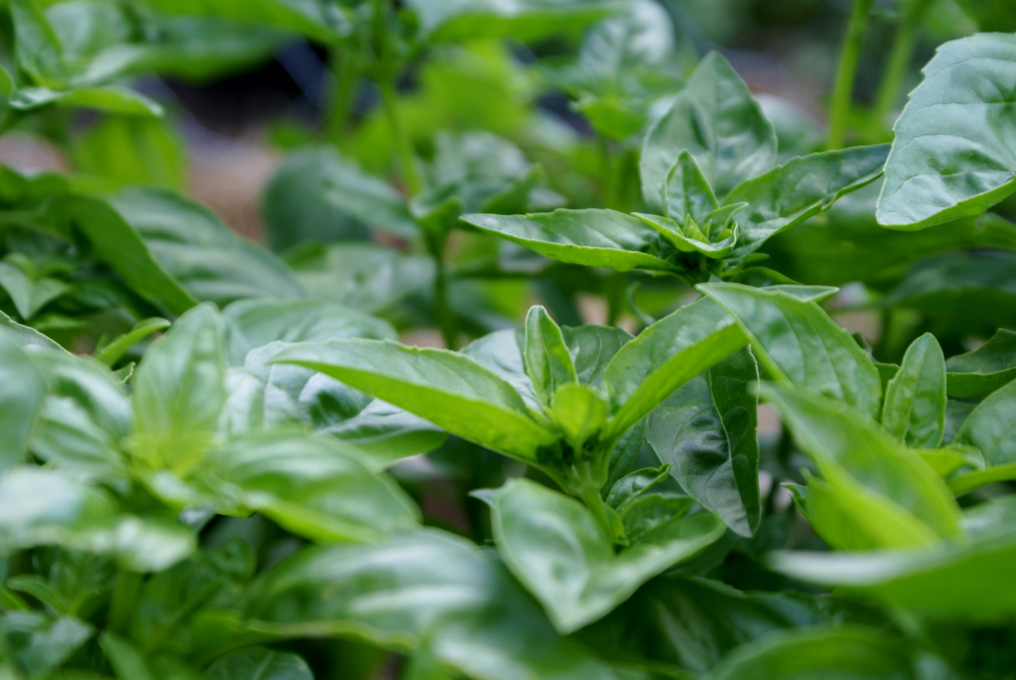 你以為他是永遠的配角，但他的香氣卻讓你永遠忘不了──香草之王九層塔 - Readmoo閱讀最前線Readmoo閱讀最前線