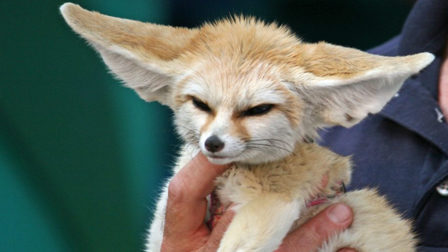 我寧願麥麥保有狐狸原本的樣子，也不要他討好人類。 - Readmoo閱讀最前線